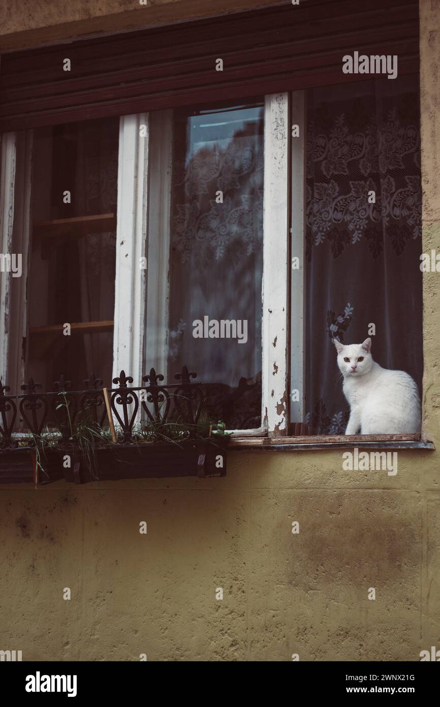 Lovely cat sitting on windowsill hi-res stock photography and images ...