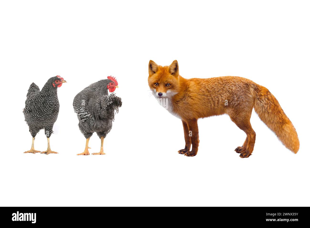 Rooster and fox isolated on a white background Stock Photo - Alamy