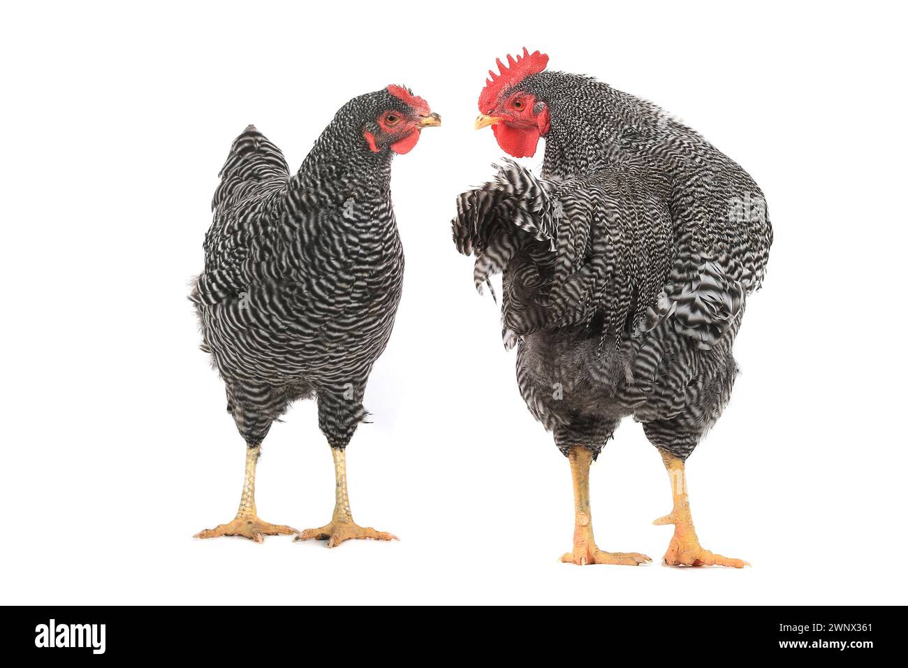 Grey rooster hi-res stock photography and images - Alamy