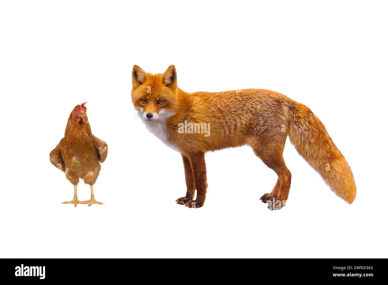 Rooster and fox isolated on a white background Stock Photo - Alamy