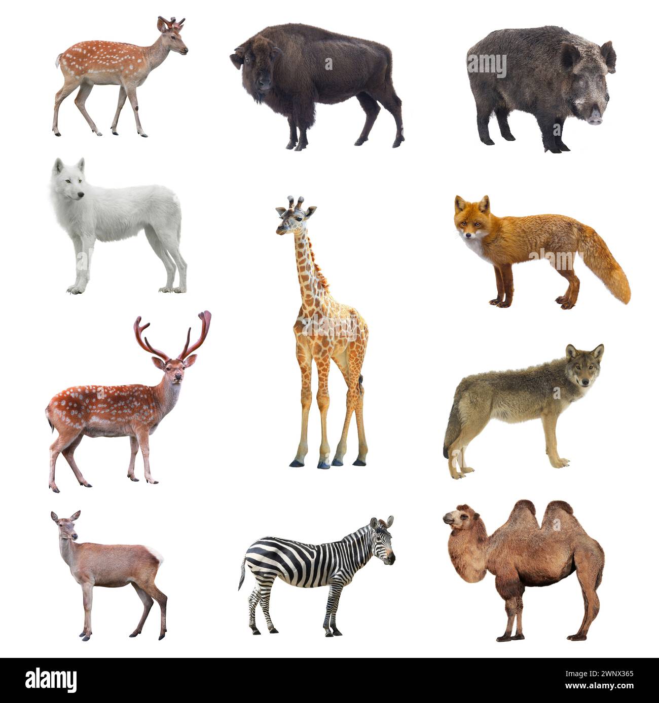 Head zebra isolated in Cut Out Stock Images & Pictures - Alamy