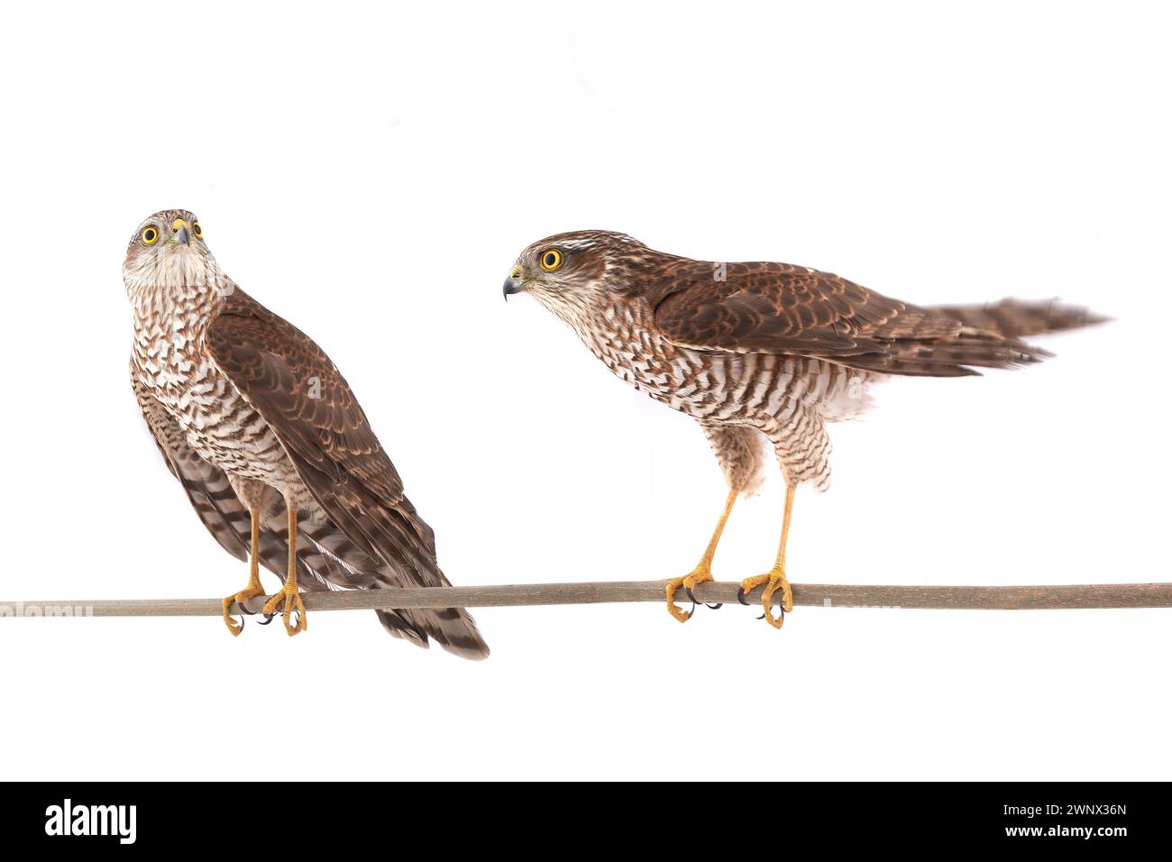 two falcon isolated on a white background Stock Photo - Alamy