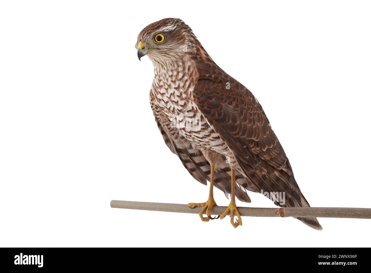 falcon isolated on a white background Stock Photo - Alamy