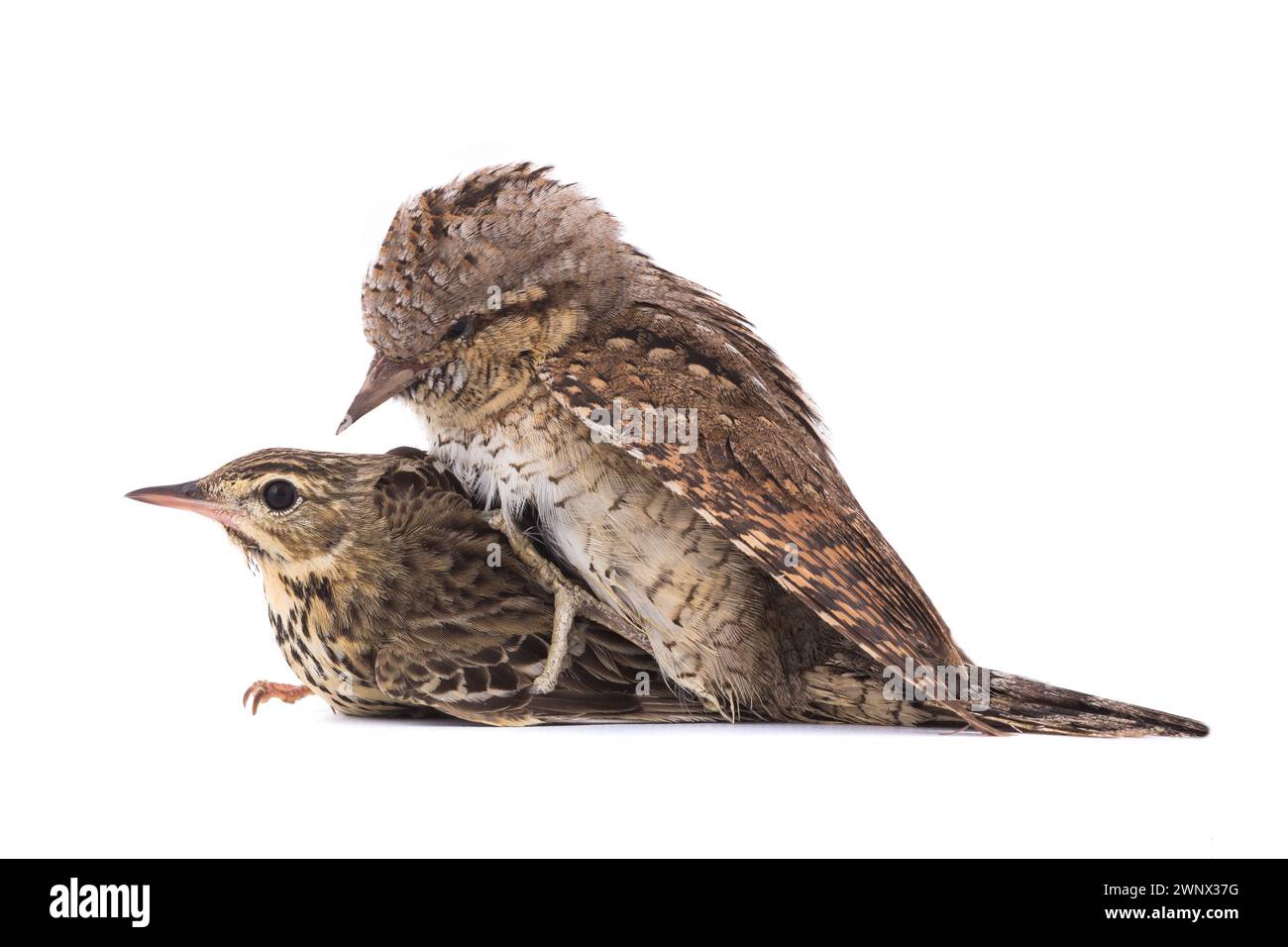 Tree Pipit (Anthus trivialis) and Eurasian wryneck (Jynx torquilla ...