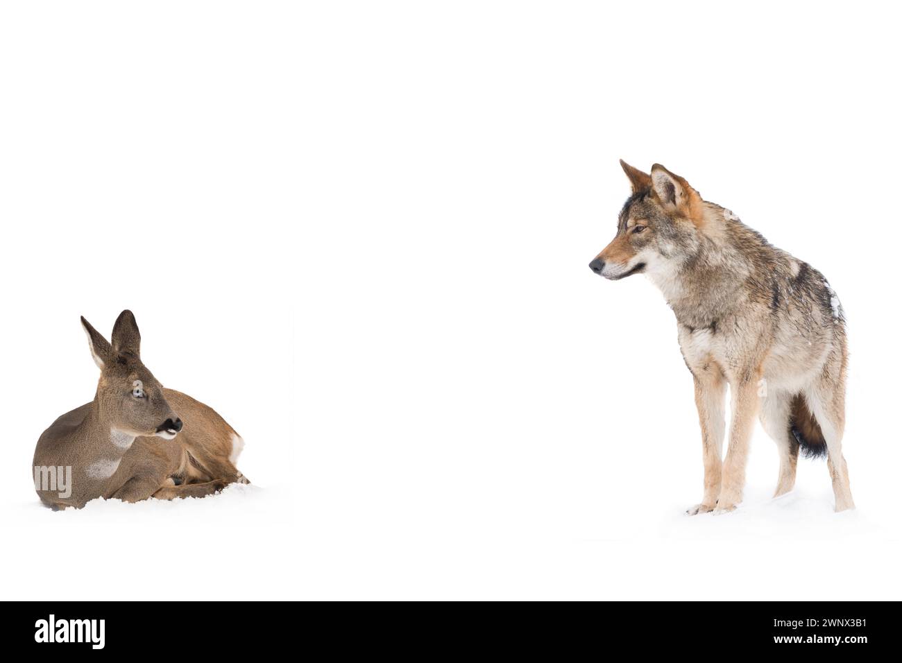 Wolf with deer hi-res stock photography and images - Alamy