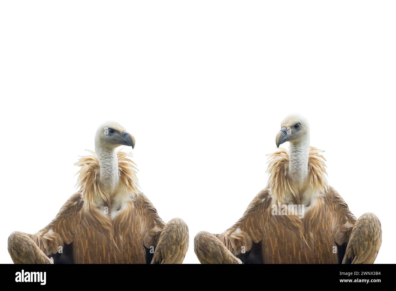 griffons isolated on a white background Stock Photo - Alamy