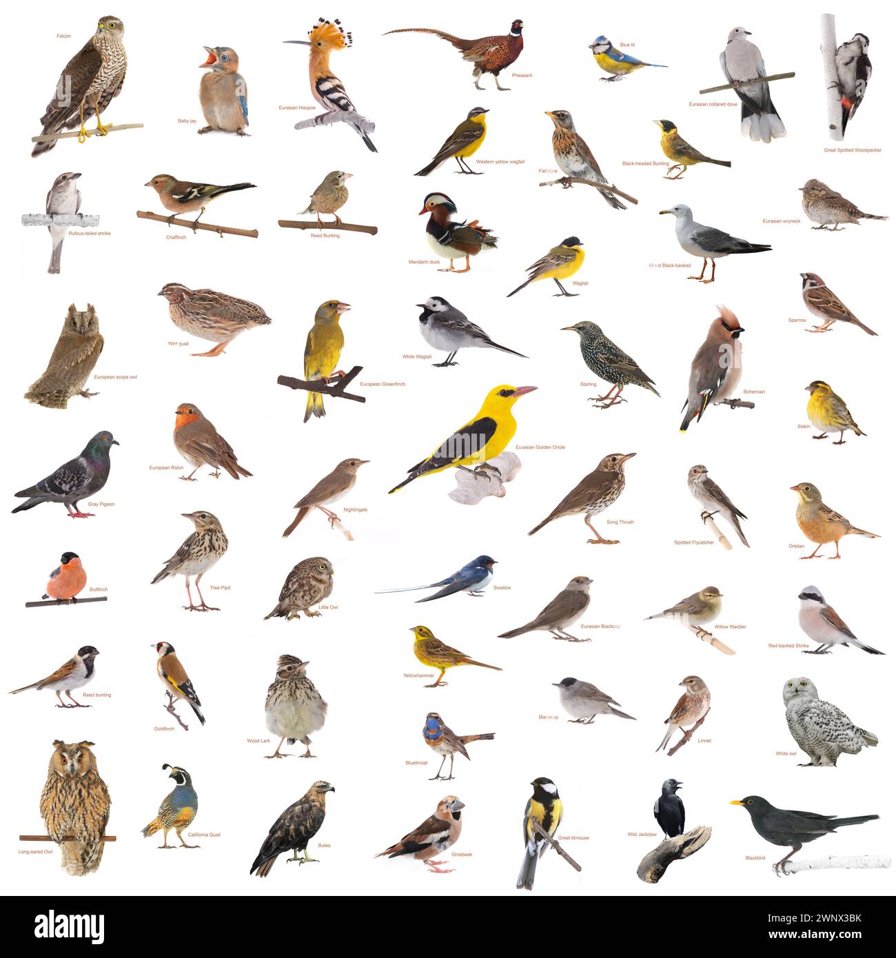 collage of wild birds with names isolated on a white background Stock ...