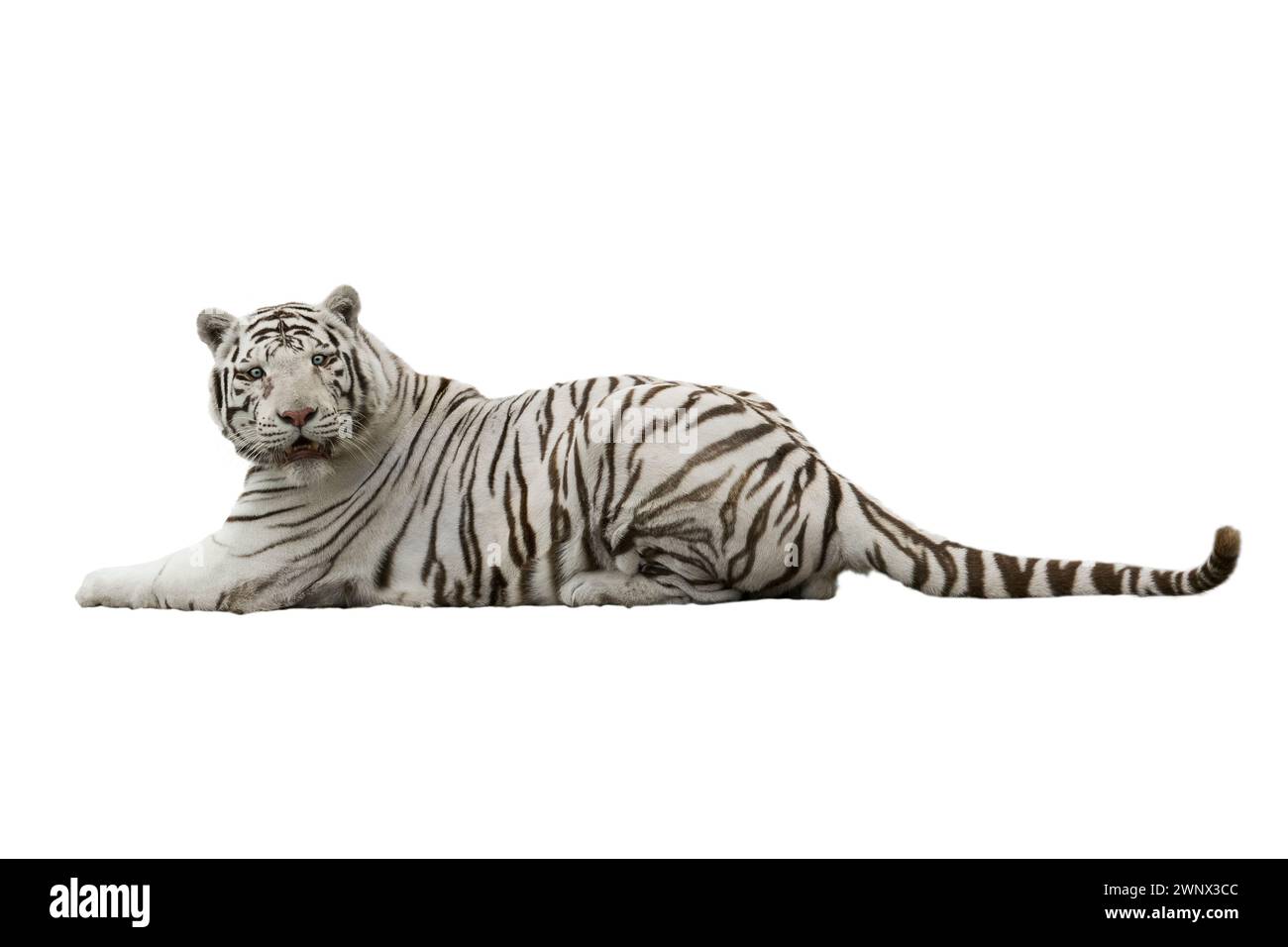 White big tiger of Panthera the Tiger on a white background Stock Photo ...