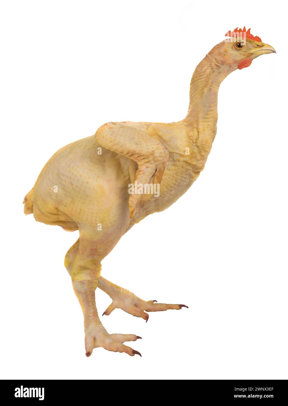 hen without featherson a white background Stock Photo - Alamy