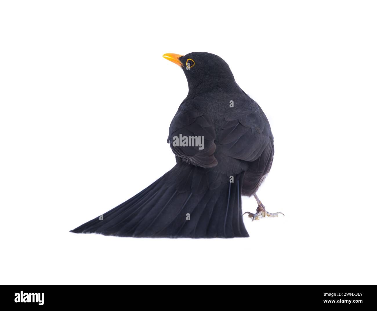 blackbird (Turdus merula) isolated on a white background Stock Photo ...