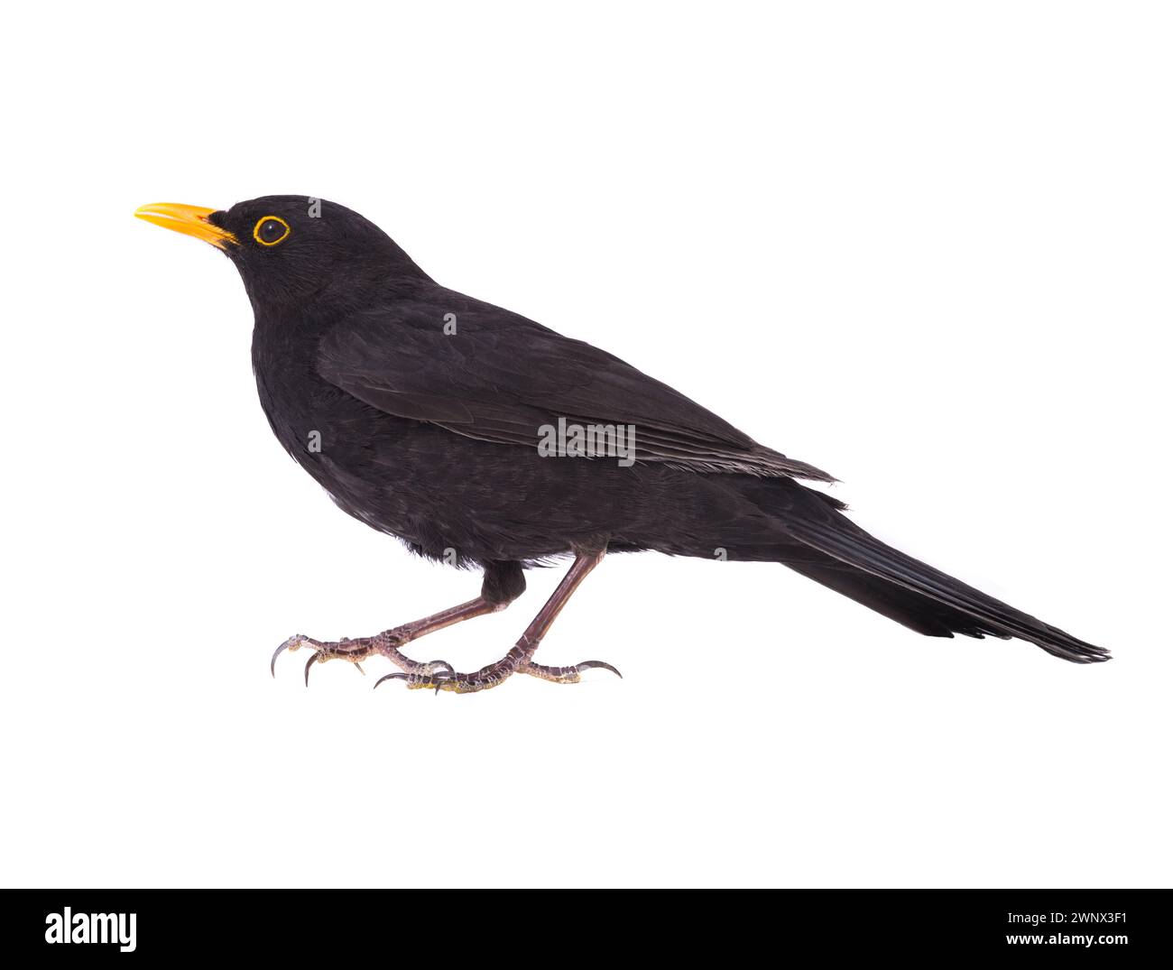 blackbird (Turdus merula) isolated on a white background Stock Photo ...