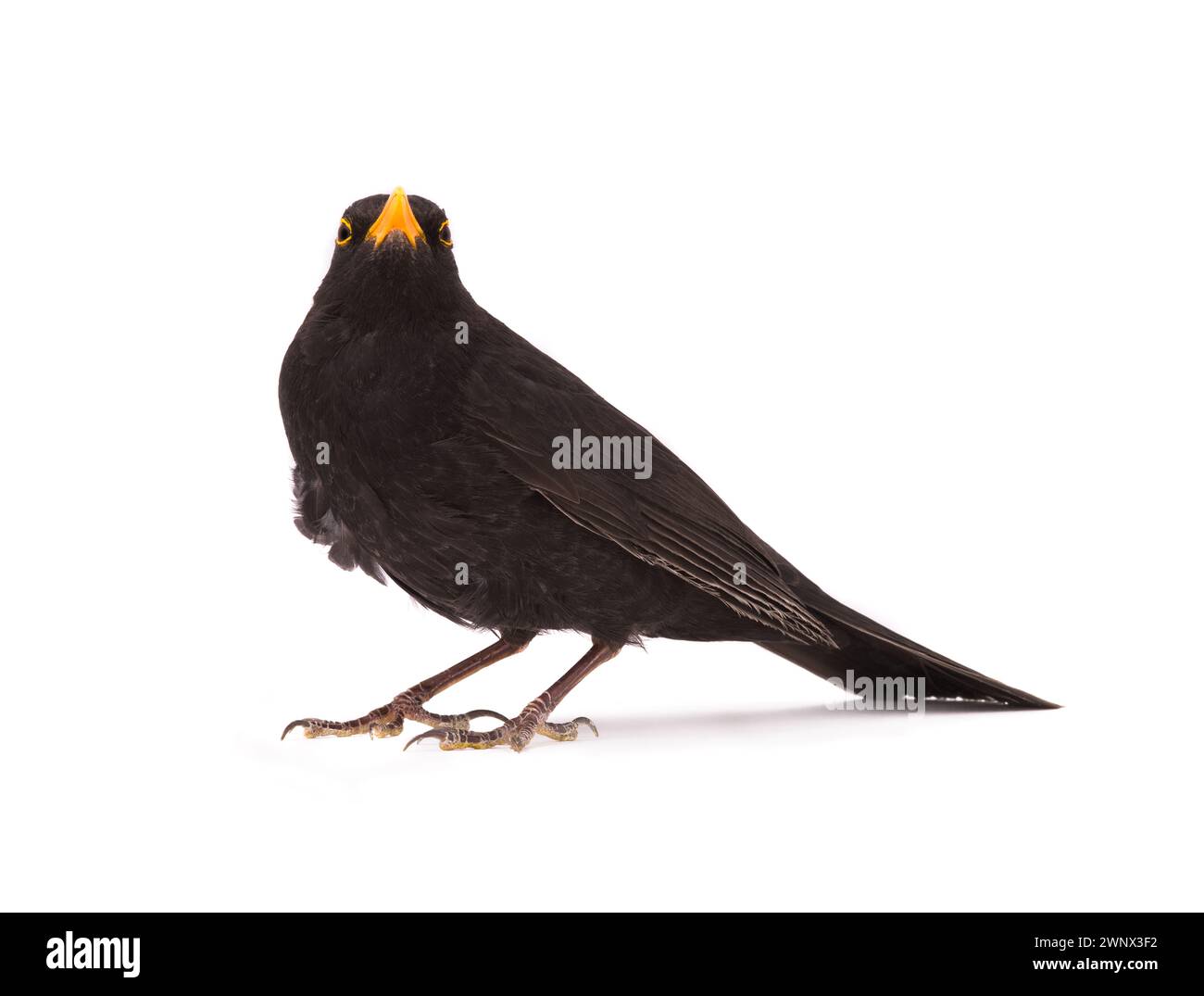 blackbird (Turdus merula) isolated on a white background Stock Photo ...
