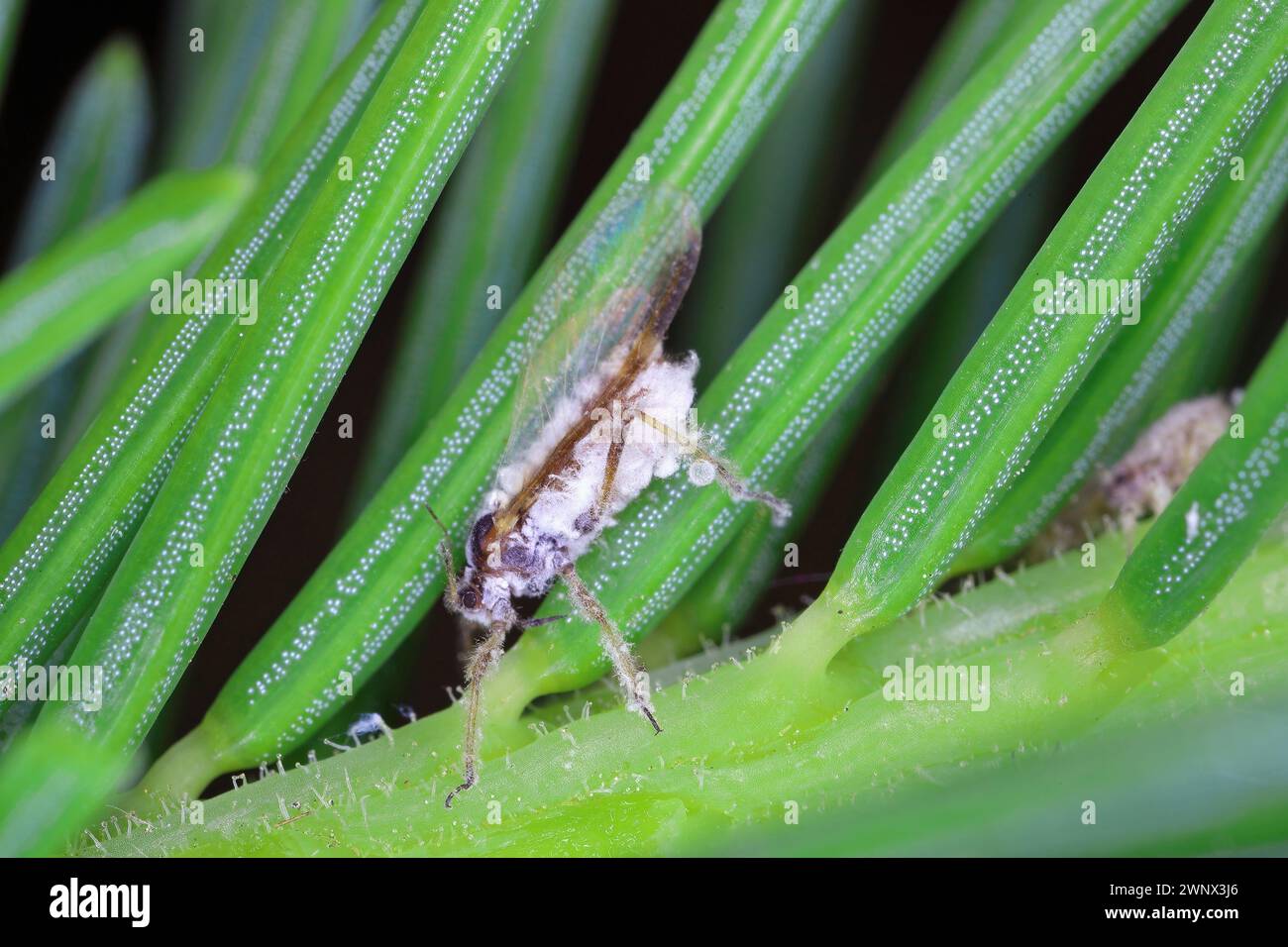 Conifer aphid hi-res stock photography and images - Alamy