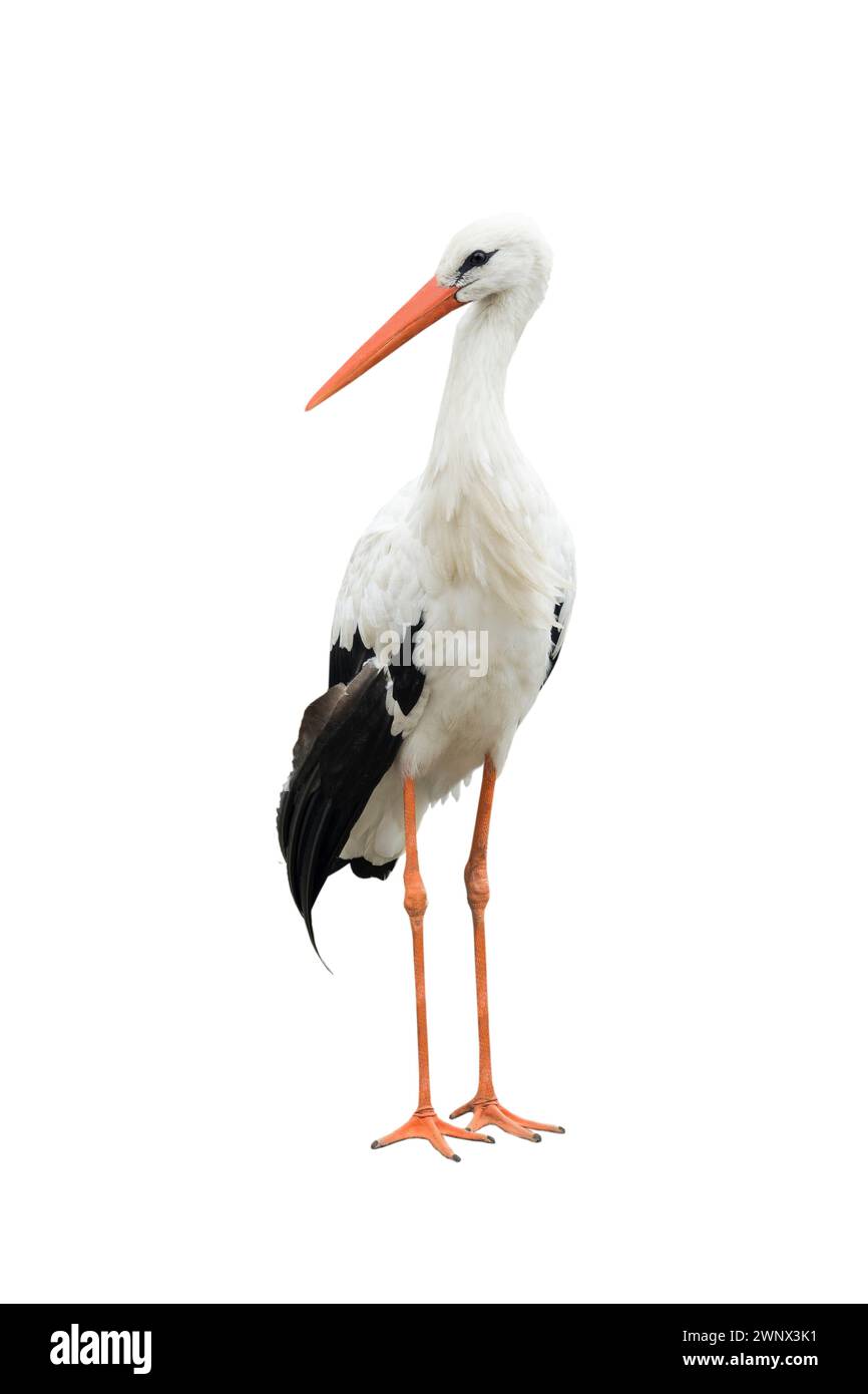 stork on a white background Stock Photo - Alamy