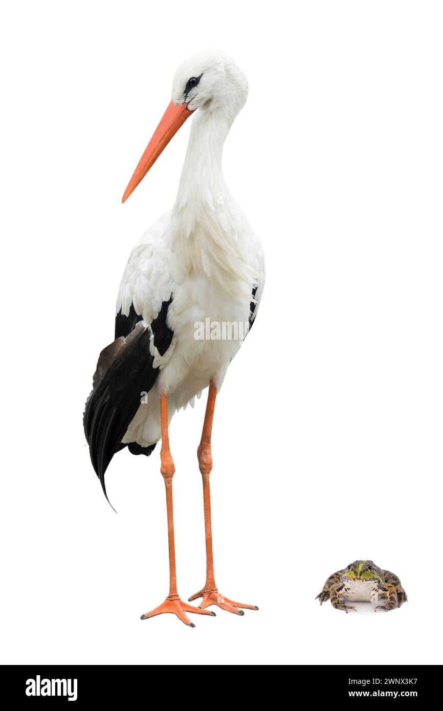 stork and frog on a white background Stock Photo - Alamy