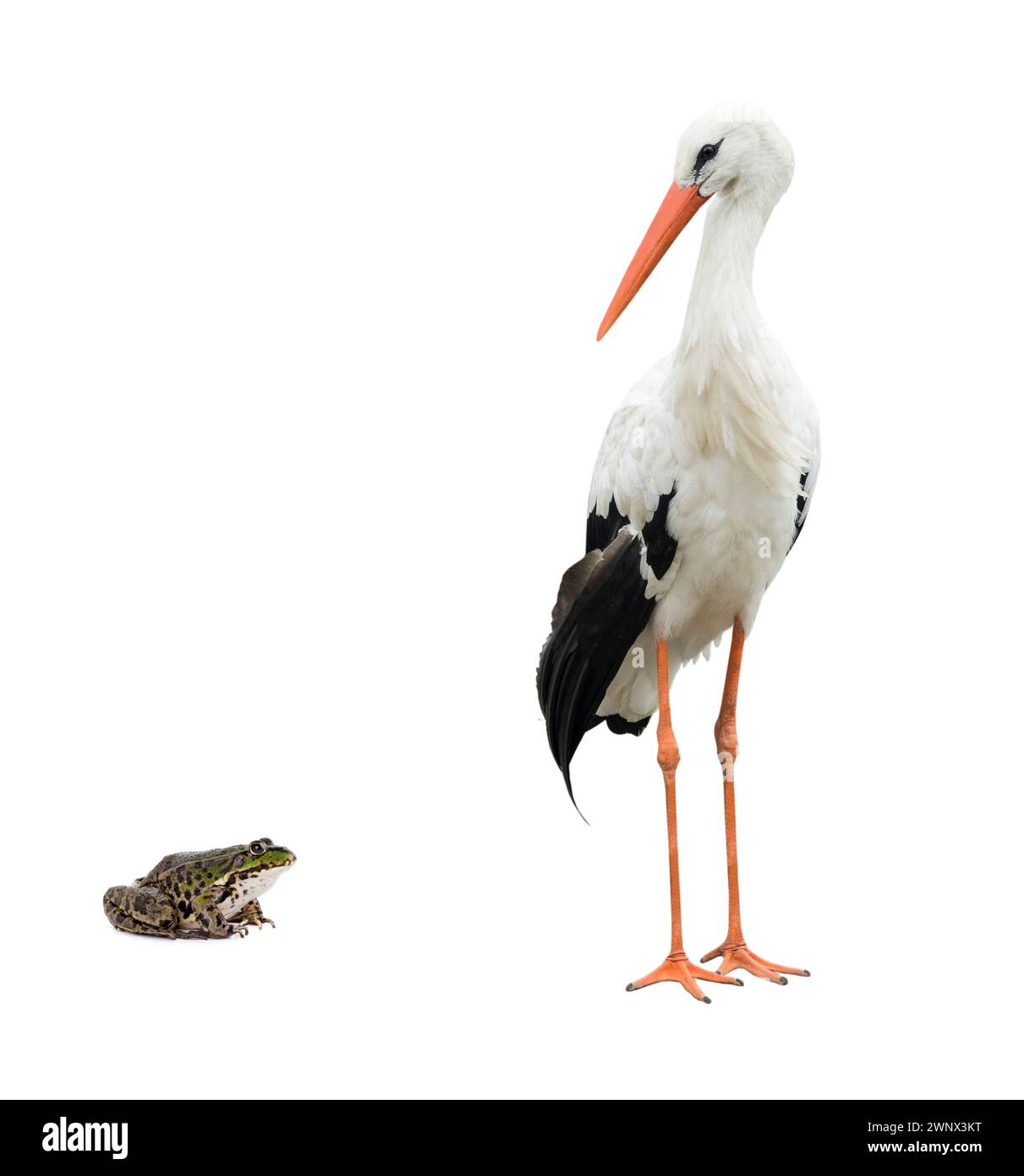stork and frog on a white background Stock Photo - Alamy