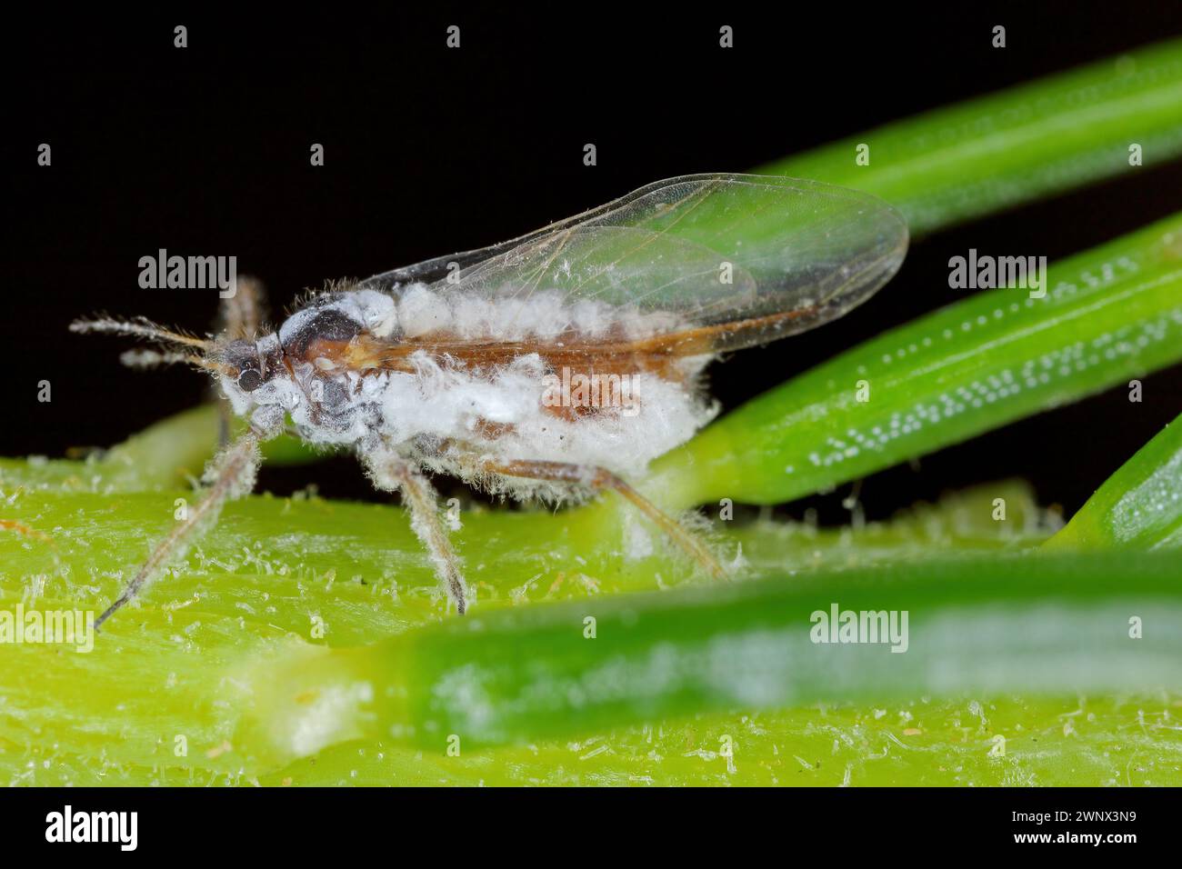 The bark louse also colled Red-brown powdered spruce tree louse (Cinara ...
