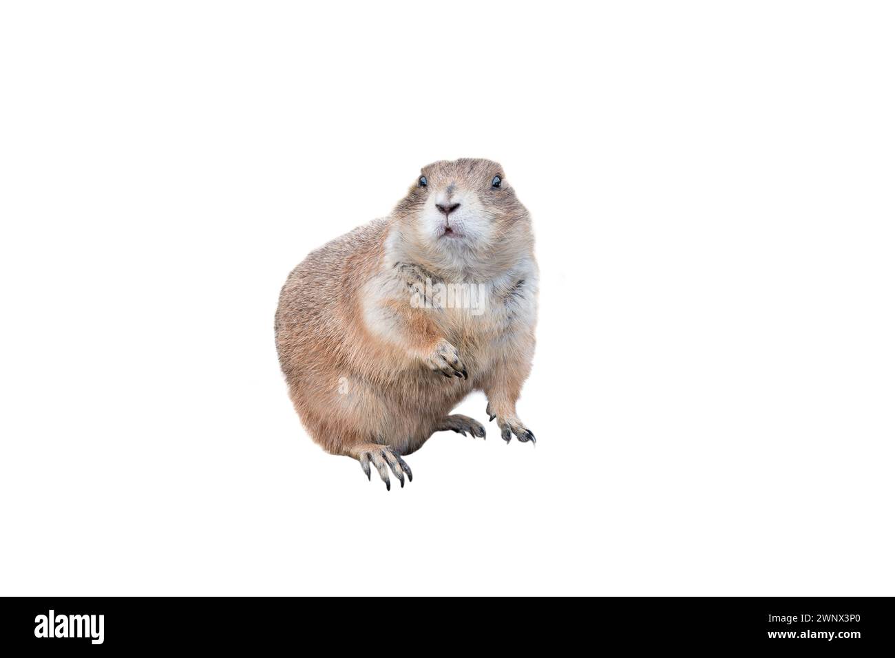 The prairie dog Cut Out Stock Images & Pictures - Alamy