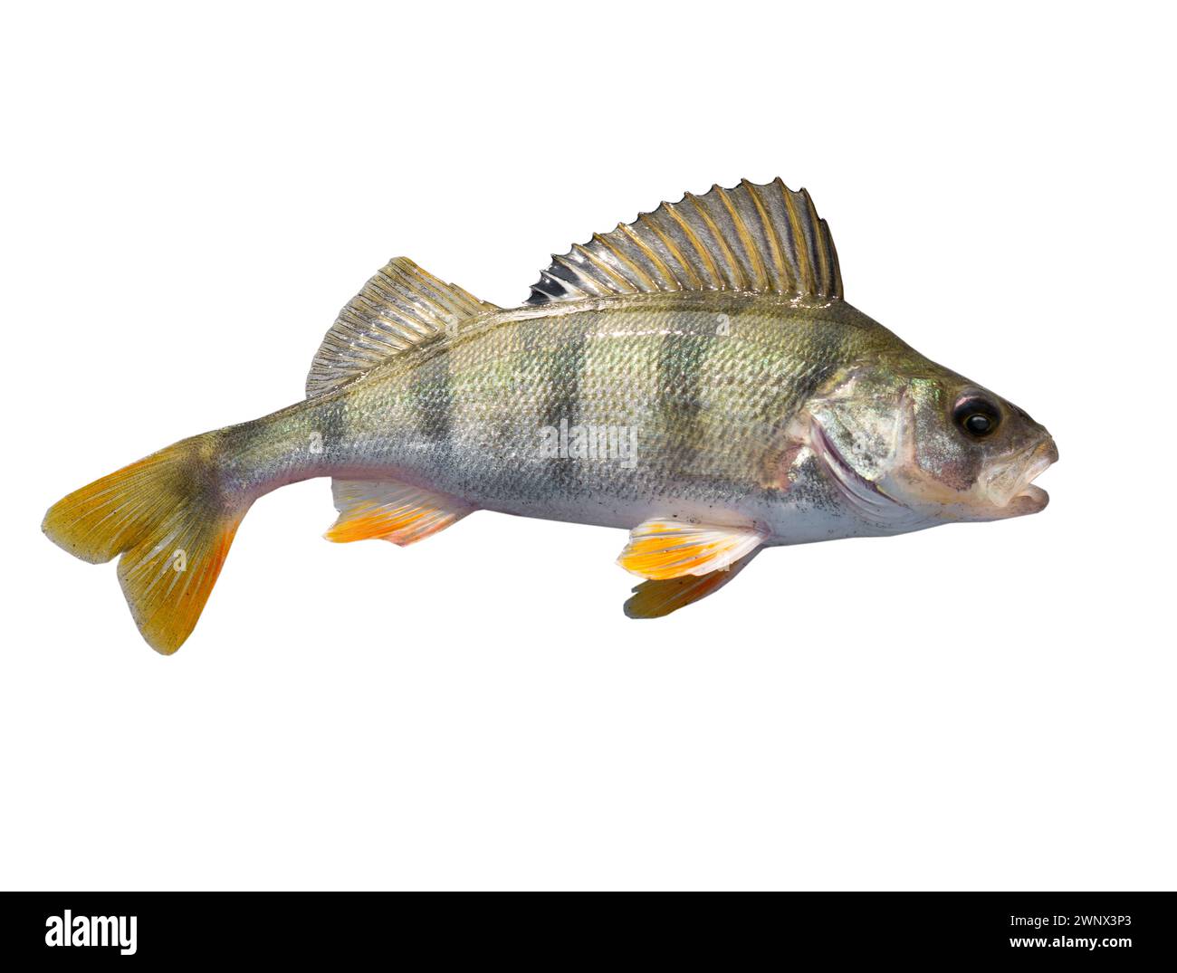 Perch fish isolated on white background Stock Photo - Alamy