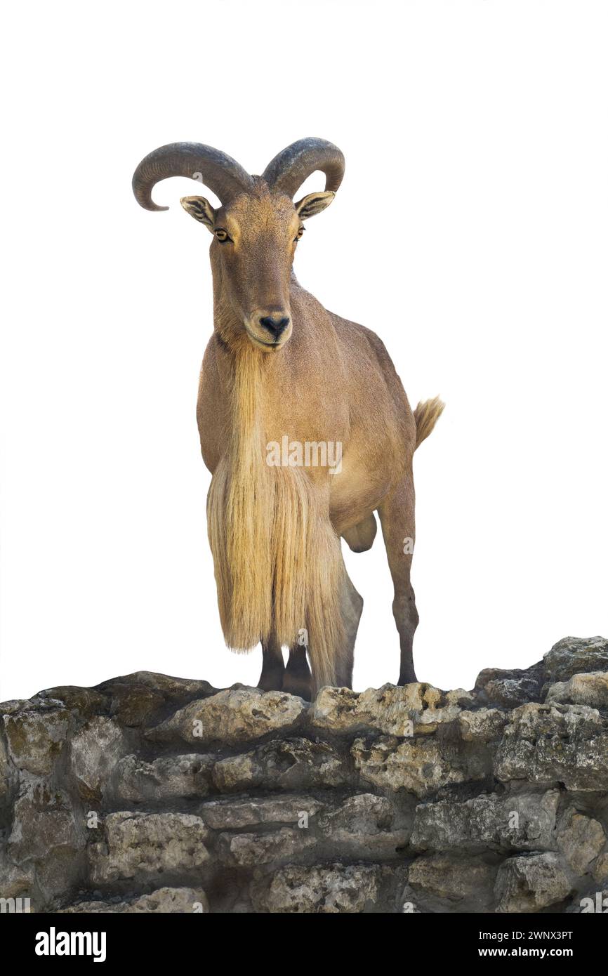 Sheep with mane hi-res stock photography and images - Alamy
