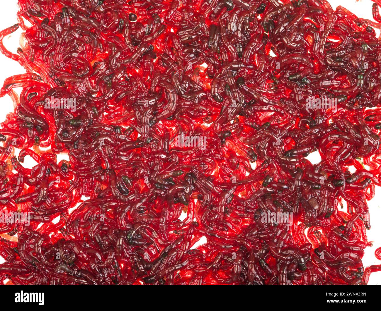Bloodworm hi-res stock photography and images - Alamy