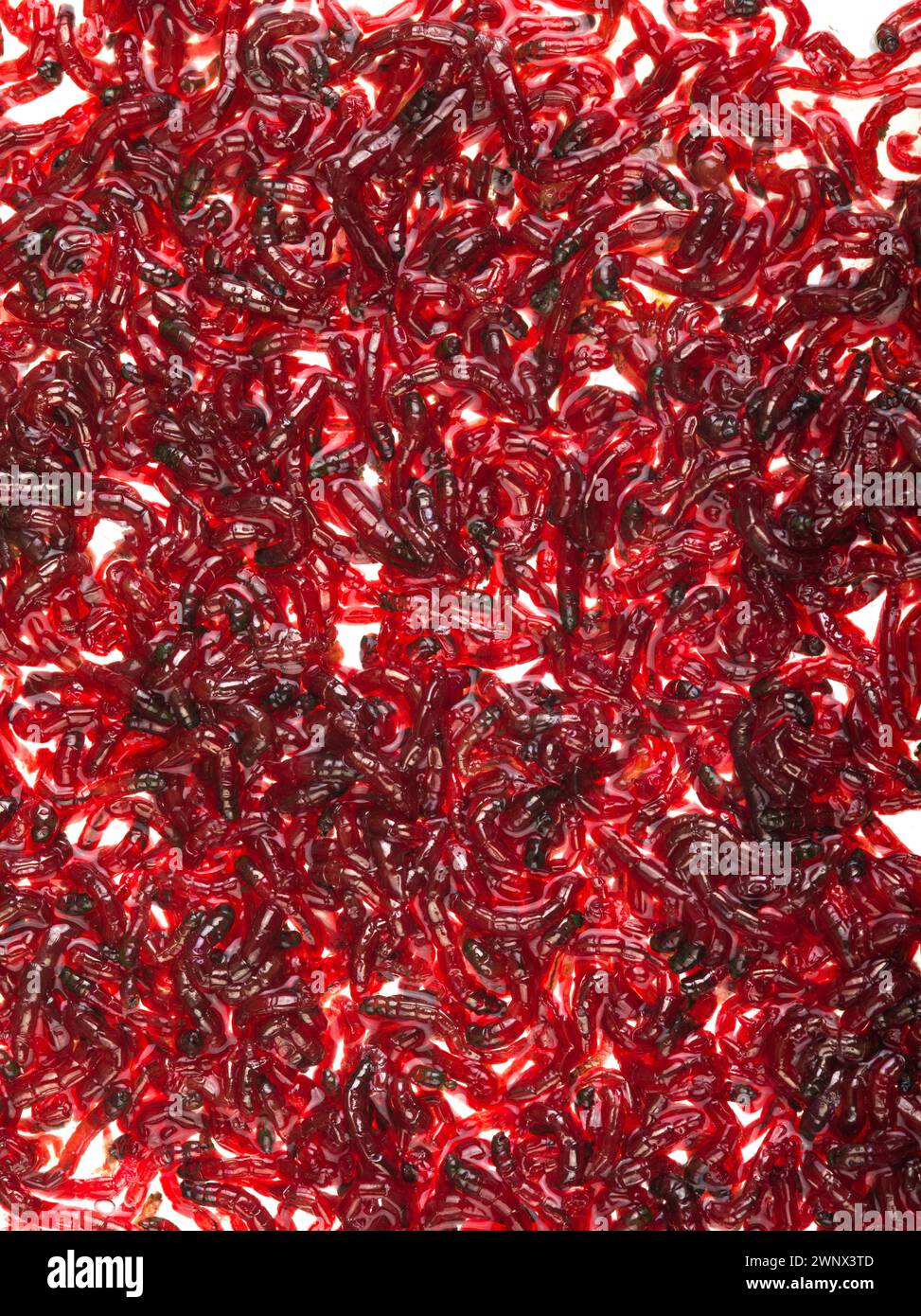 bloodworm on a white background Stock Photo - Alamy