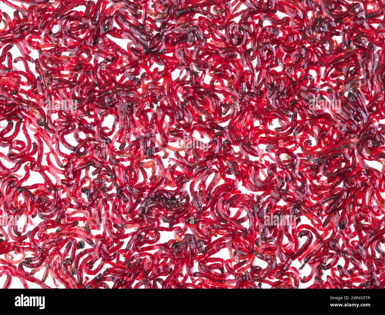 Bloodworm hi-res stock photography and images - Alamy