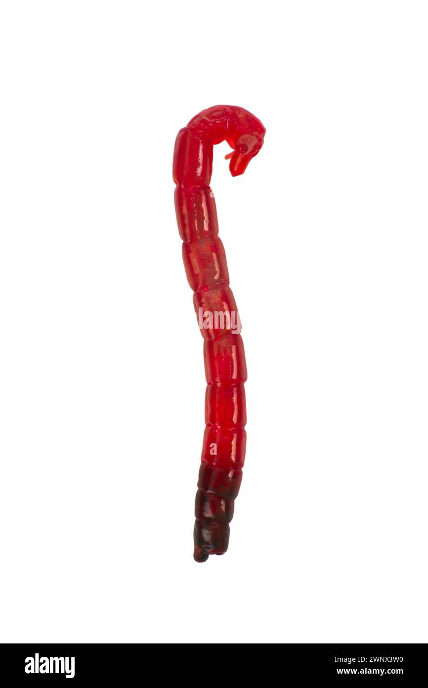 red bloodworm on white background Stock Photo - Alamy