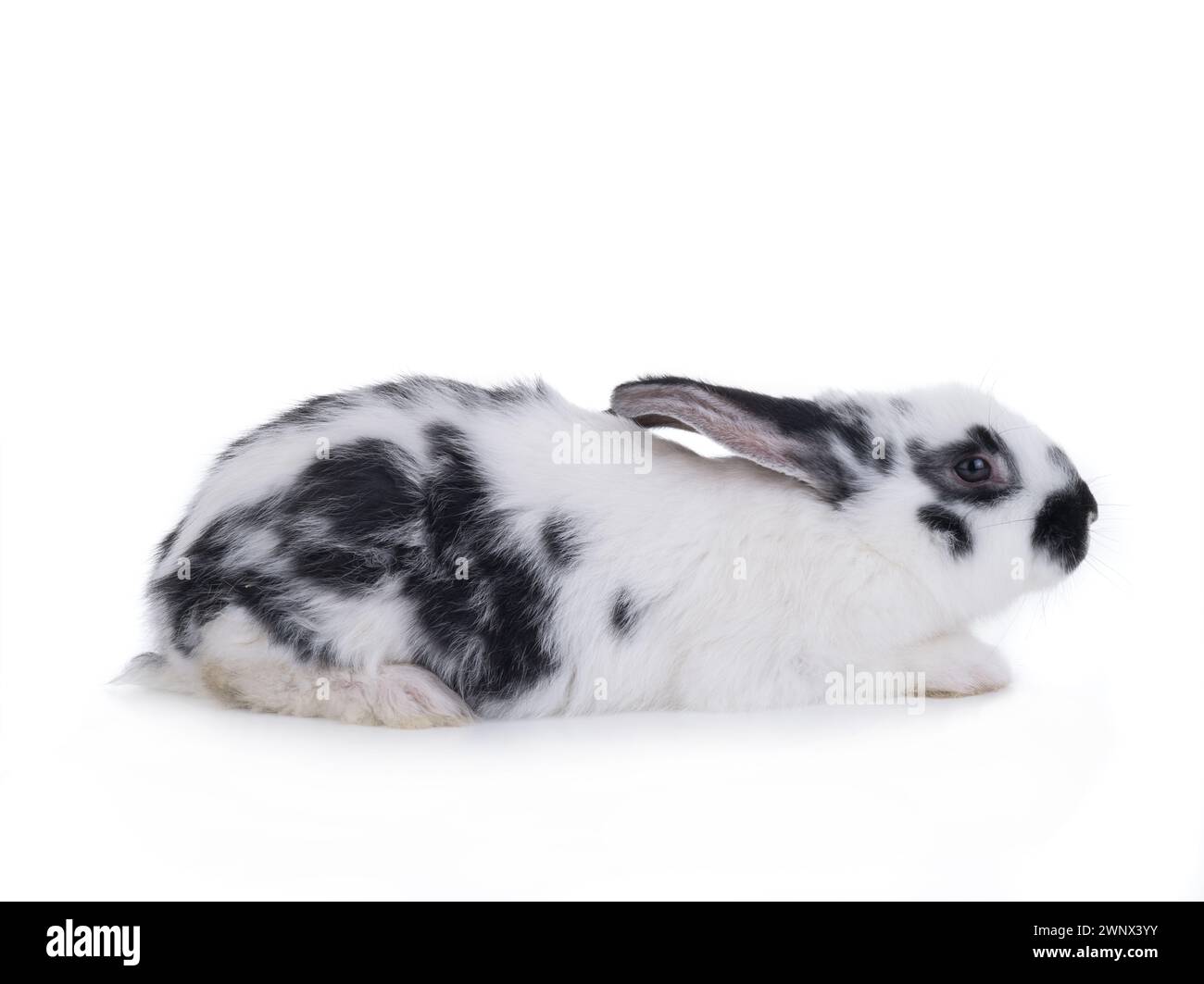 white rabbit isolated on white background Stock Photo - Alamy