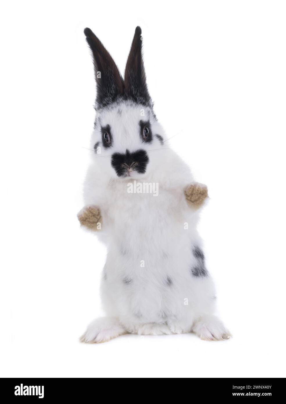 white rabbit isolated on white background Stock Photo - Alamy