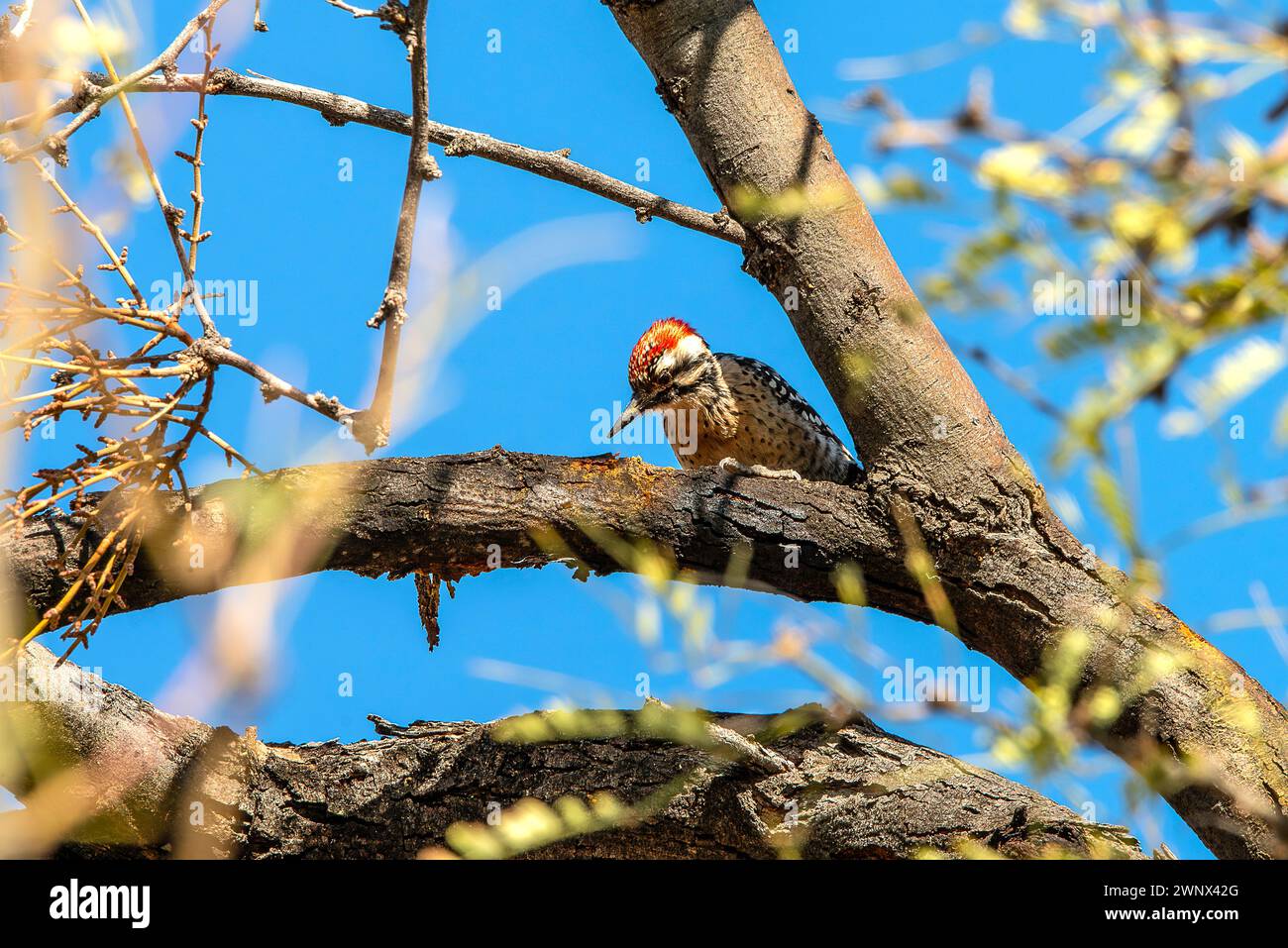 Gila Woodpecker in a tree Stock Photo - Alamy