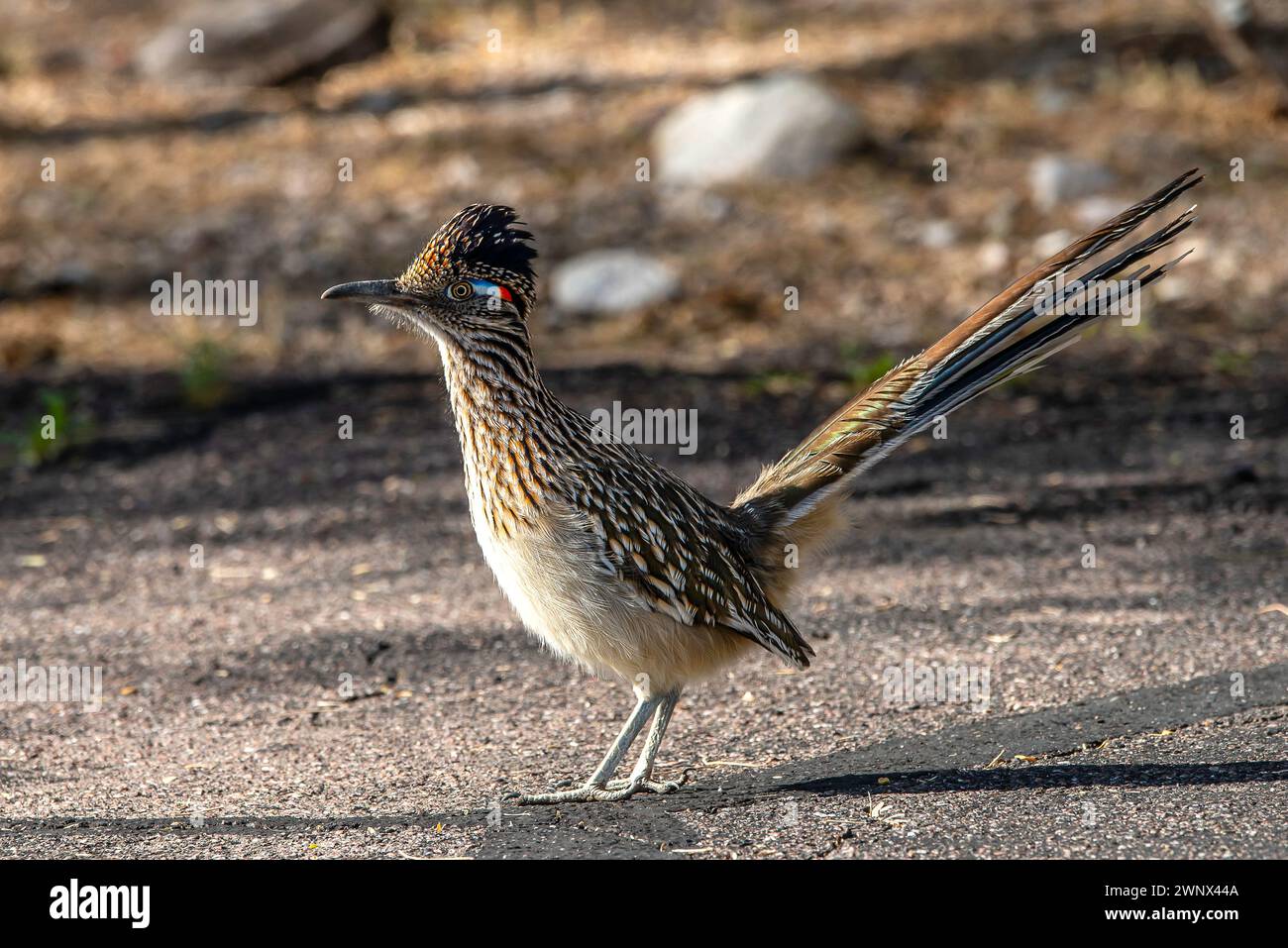 A Roadrunner in Arizona Stock Photo - Alamy