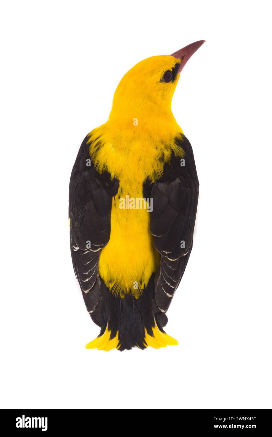 Eurasian Golden Oriole (Oriolus oriolus) isolated on a white background ...