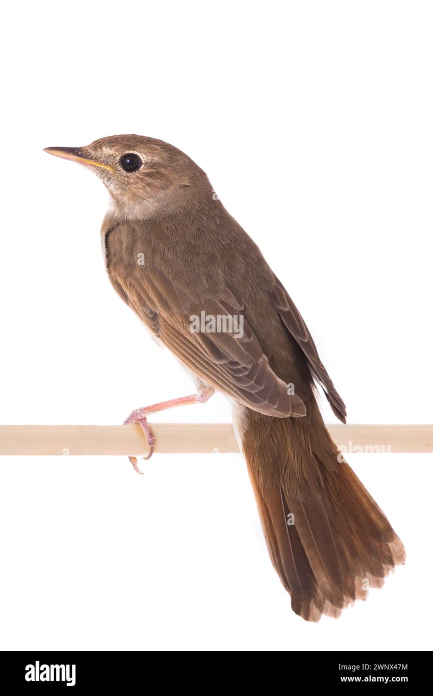 nightingale (Luscinia luscinia) isolated on a white background in ...