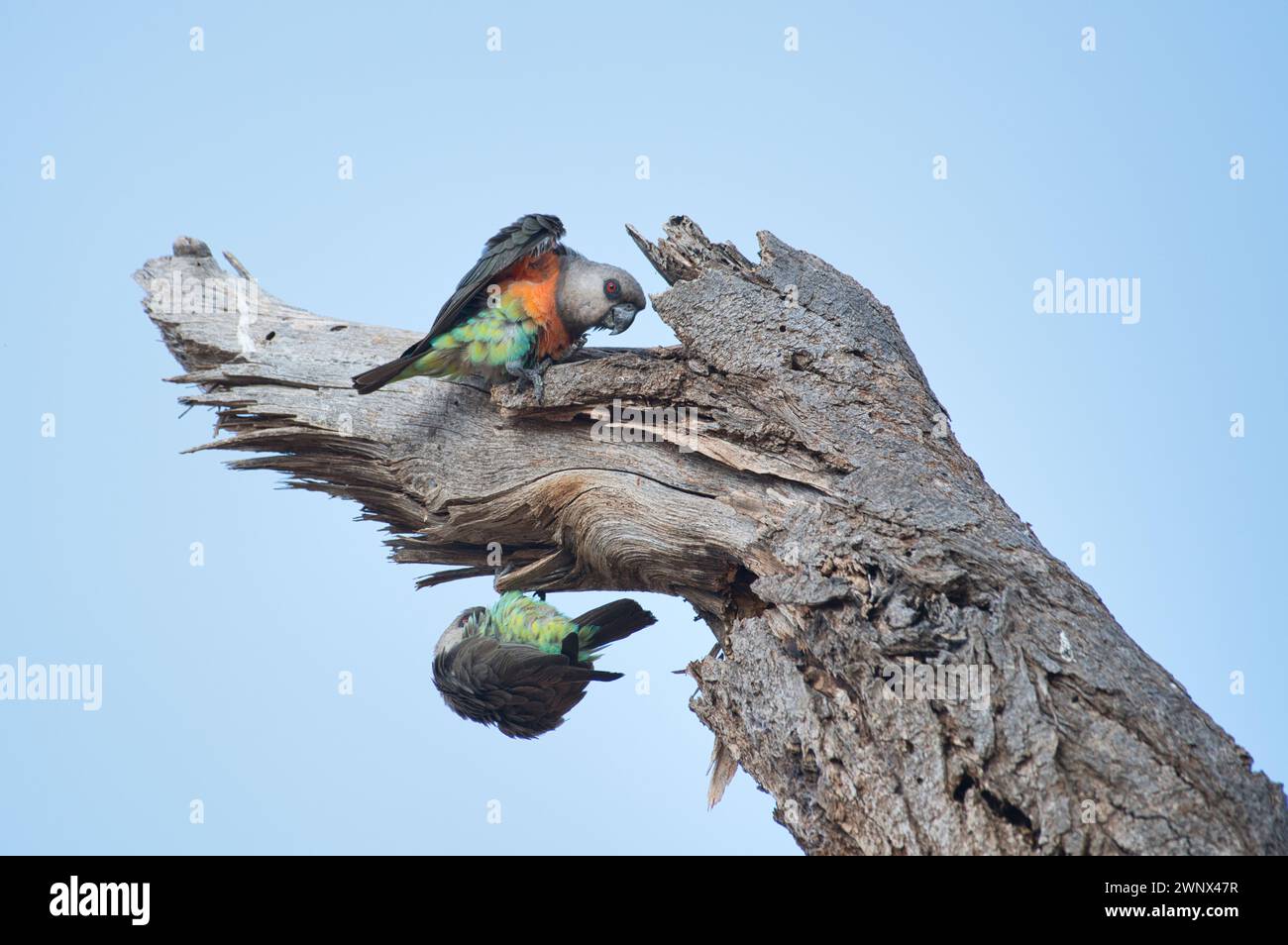 Potential nest hi-res stock photography and images - Alamy