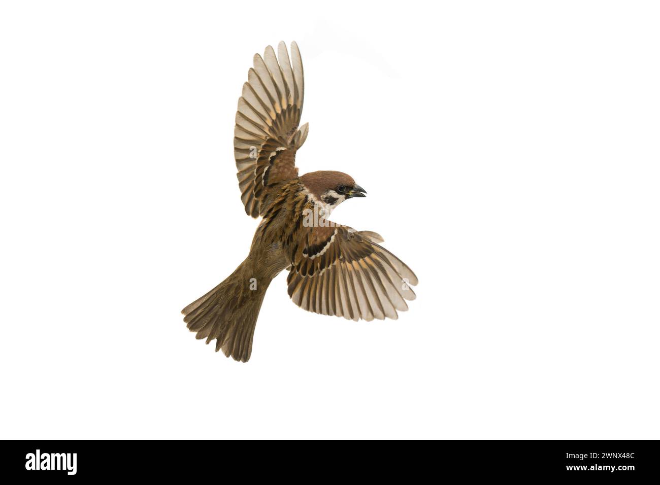 Male and female sparrow Cut Out Stock Images & Pictures - Alamy
