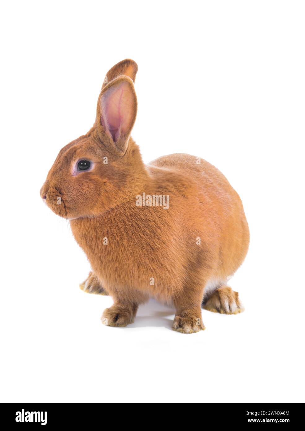 brown rabbit isolated on white background (six months old) studio shot ...