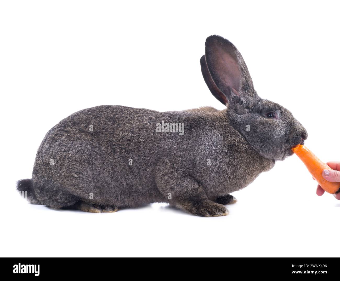 grey rabbit eating carrots isolated on white background (ten months old ...