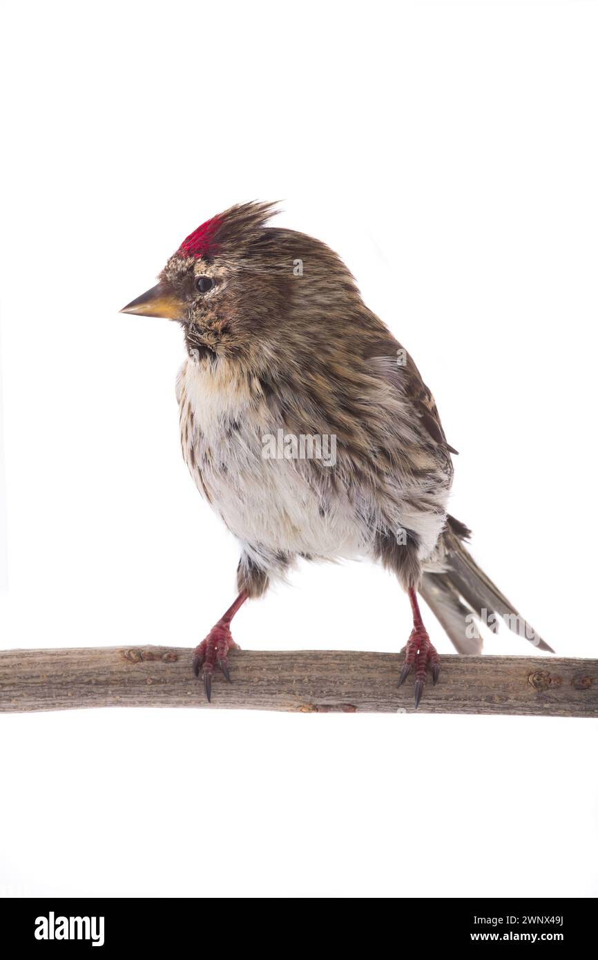 Female Common Redpoll (Acanthis flammea) isolated on white background ...