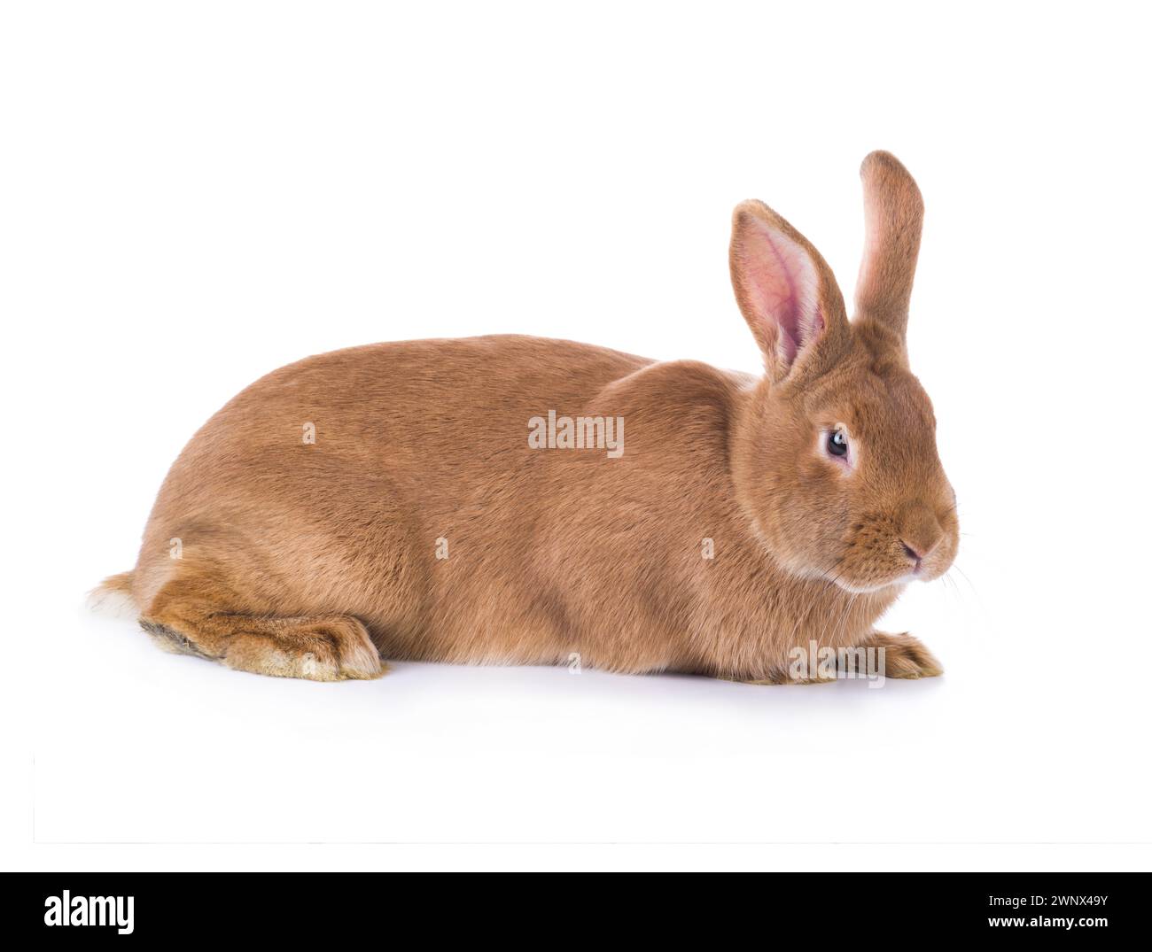 brown rabbit isolated on white background (six months old) studio shot ...