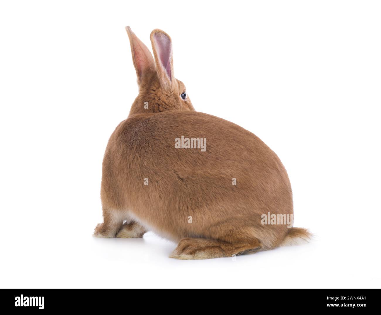 brown rabbit isolated on white background (six months old) studio shot ...