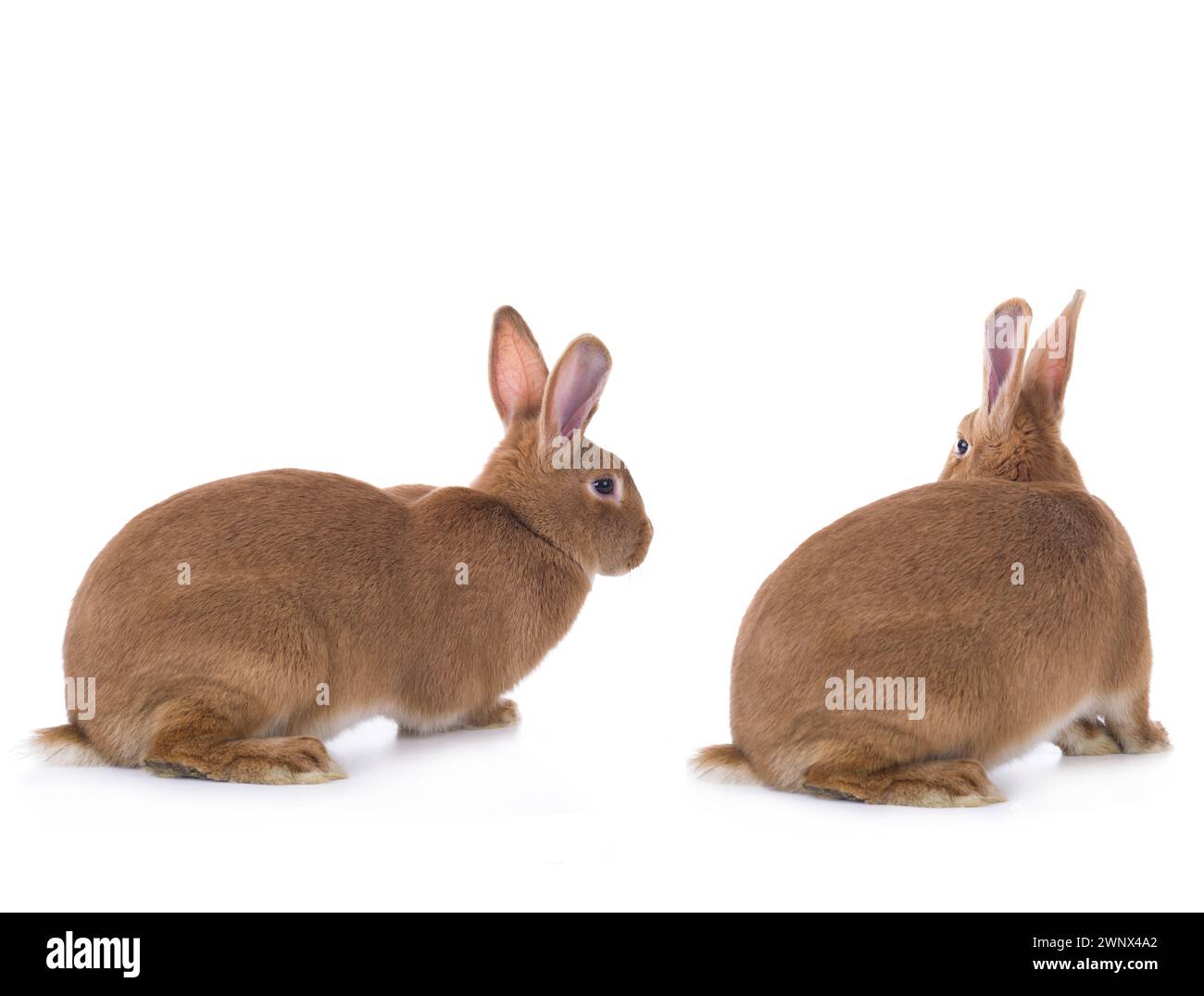 two brown rabbit isolated on white background (six months old) studio ...