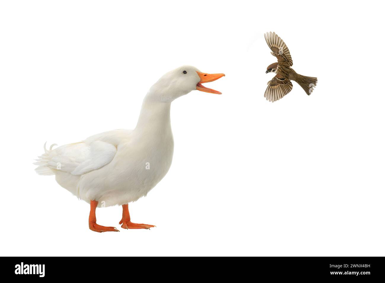 Duck and sparrow on a white background Stock Photo - Alamy