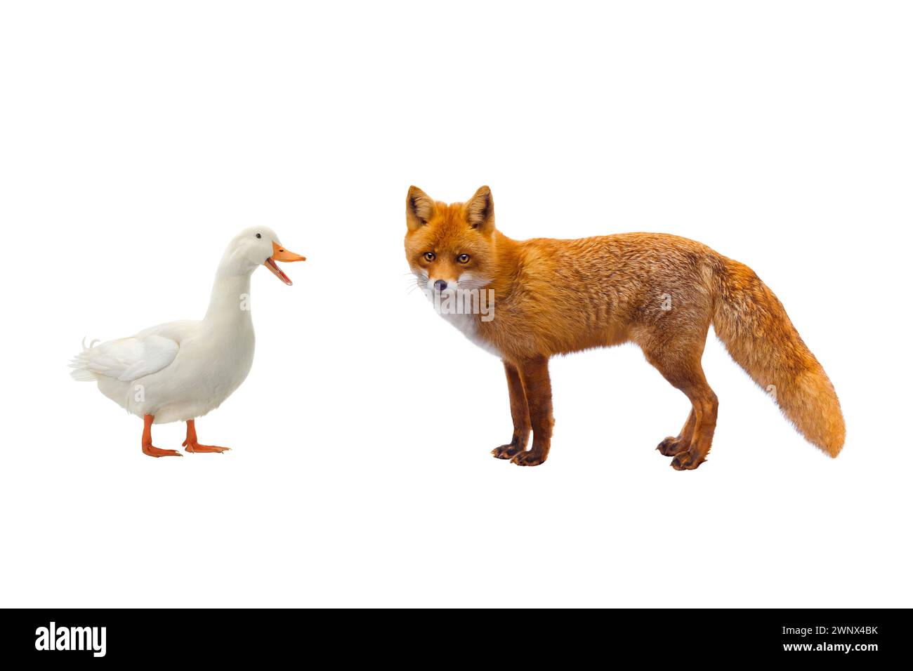 Red fox on hunt Cut Out Stock Images & Pictures - Alamy
