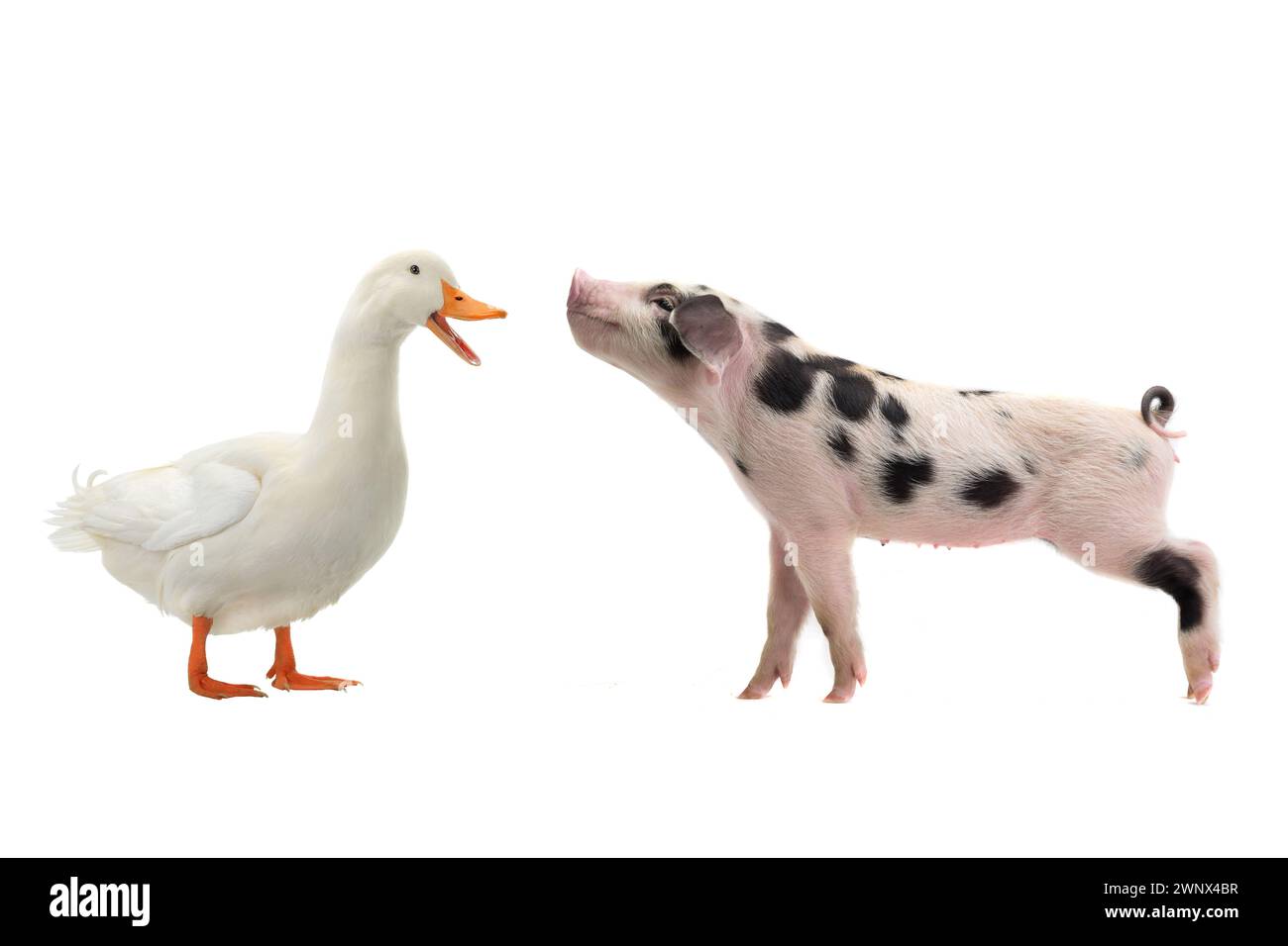 pig and duck on a white background. studio Stock Photo - Alamy