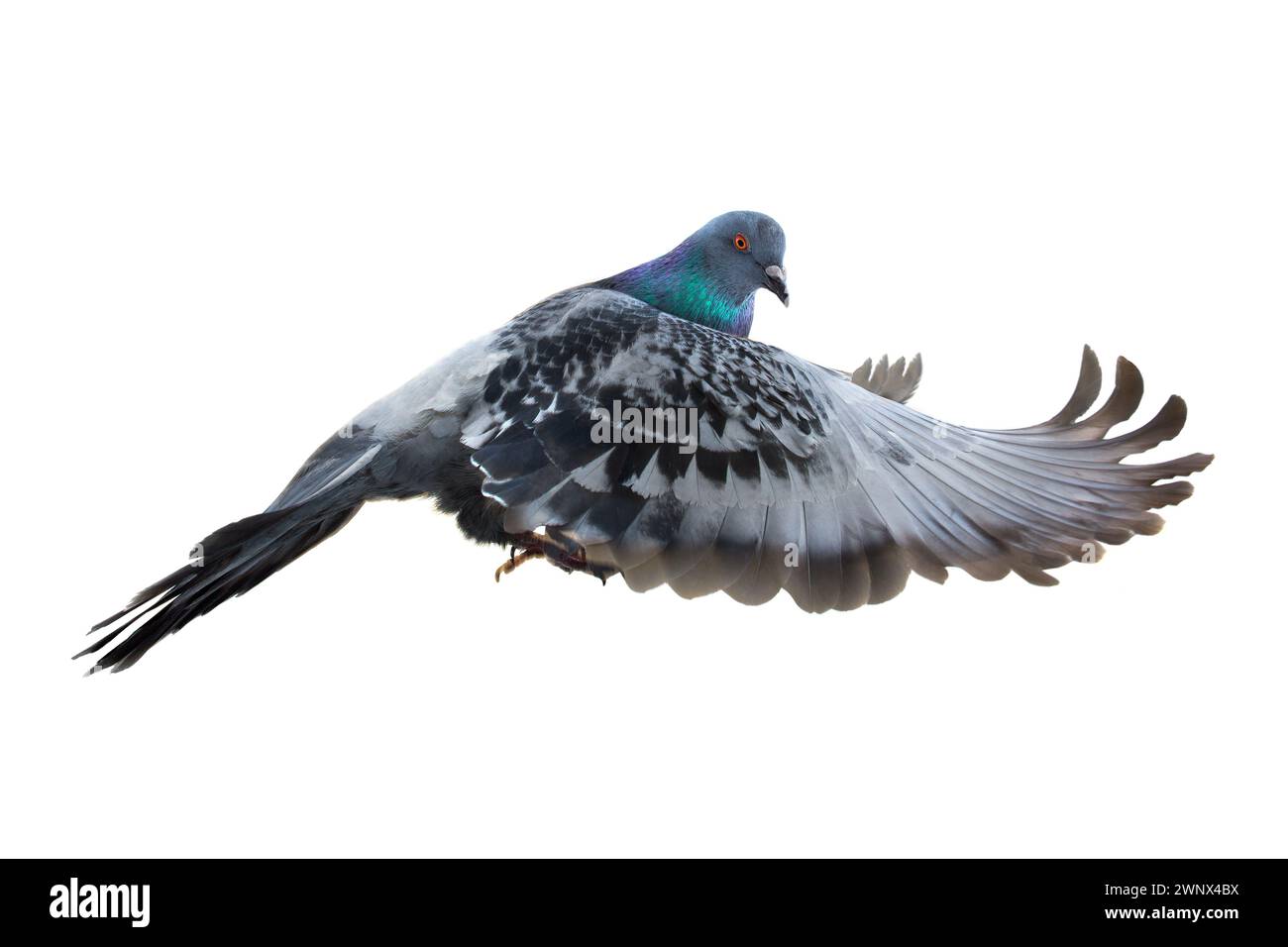 dove in flight isolated on white background Stock Photo - Alamy