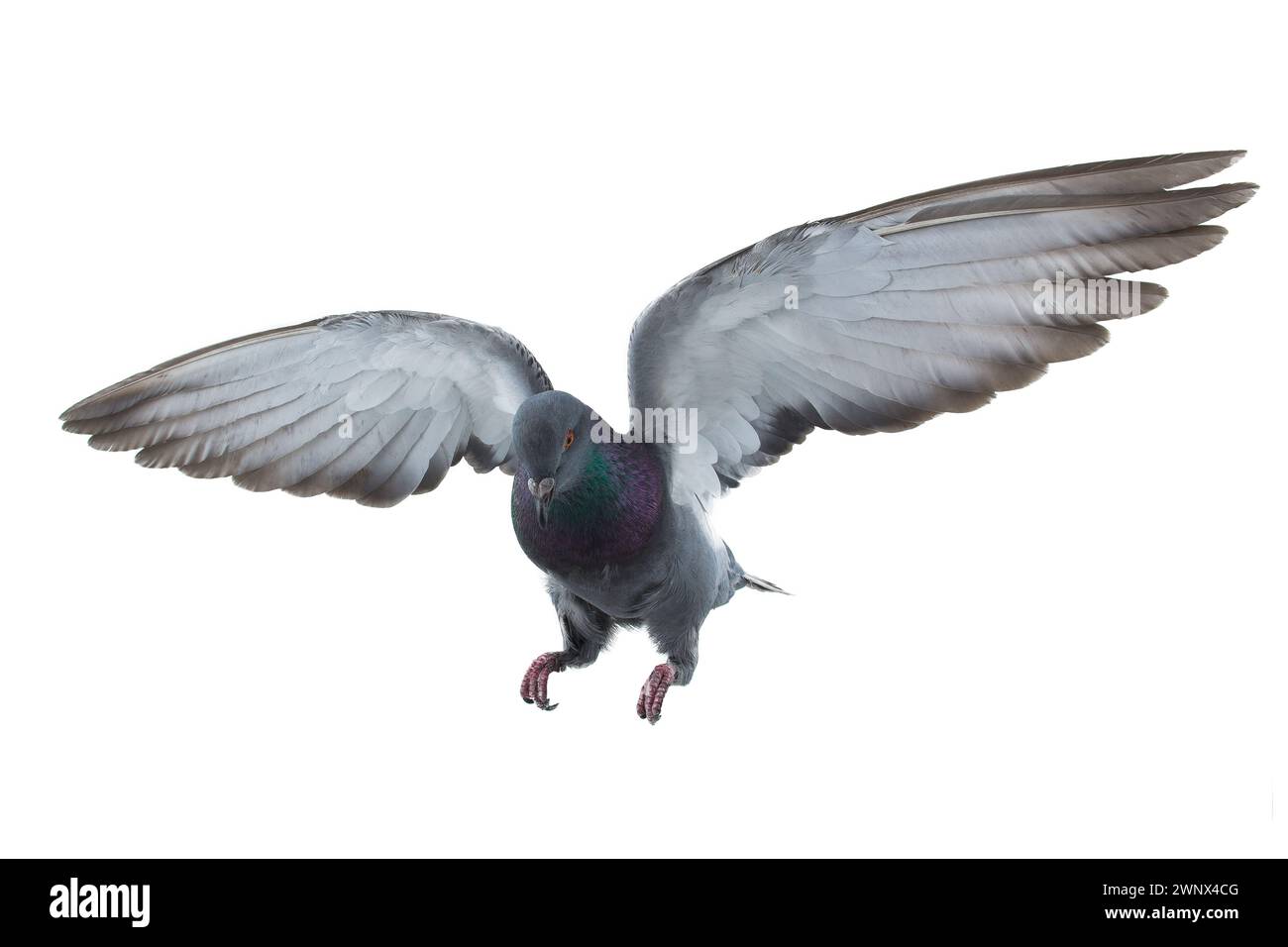 gray dove in flight isolated on white background Stock Photo - Alamy