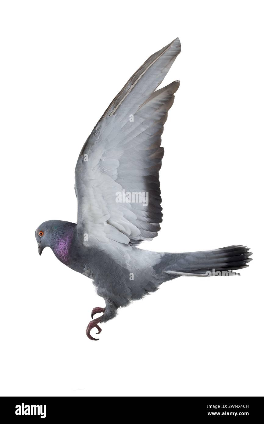 gray dove in flight isolated on white background Stock Photo - Alamy