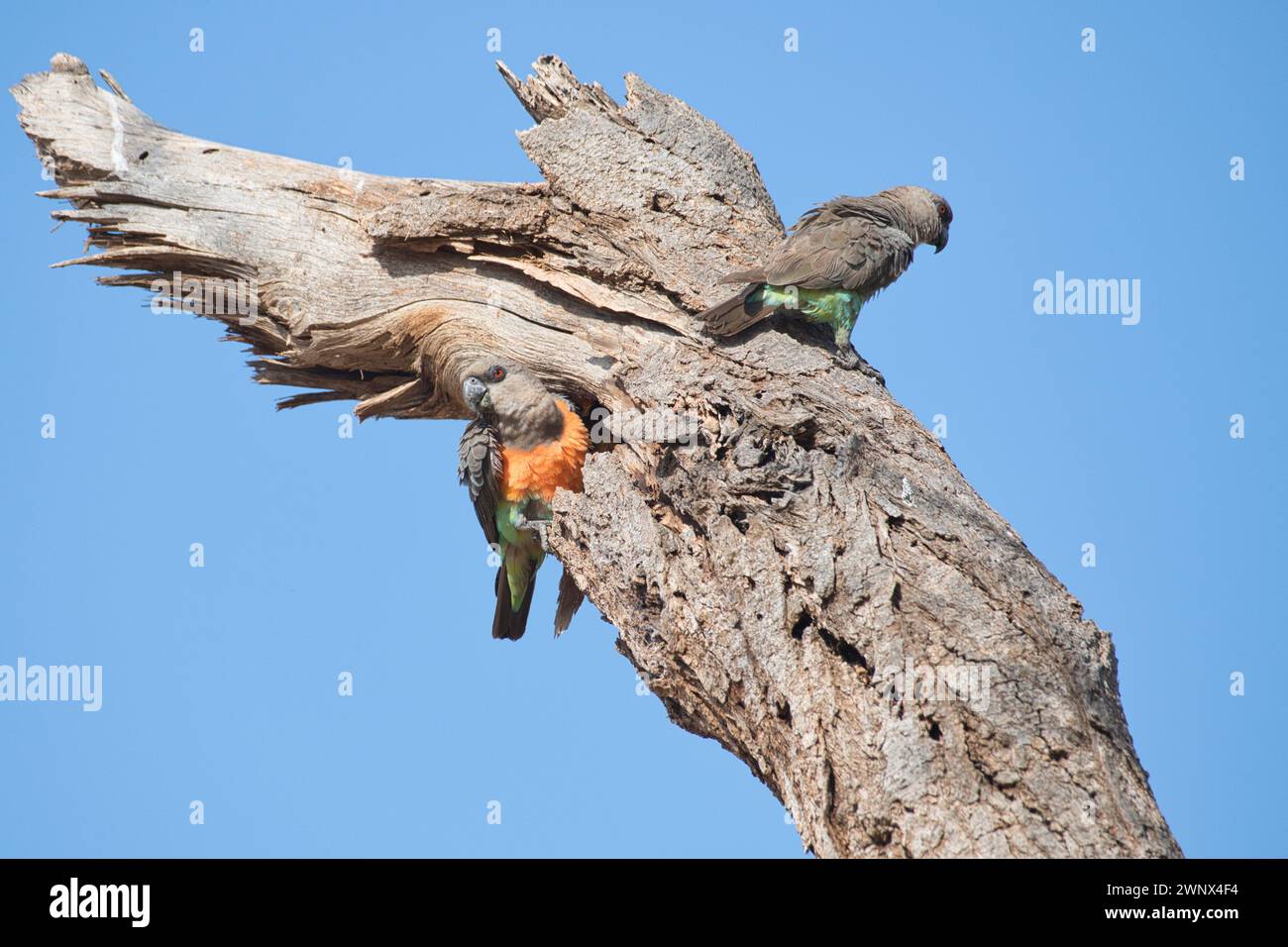 African orange-bellied parrot (Poicephalus rufiventris), pair ...