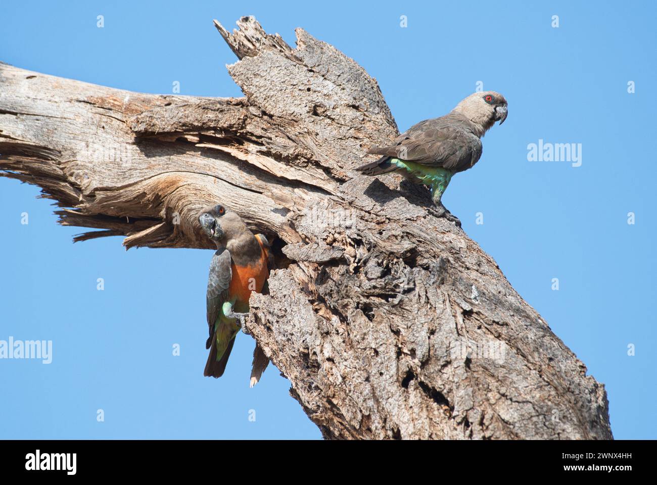 African orange-bellied parrot (Poicephalus rufiventris), pair ...